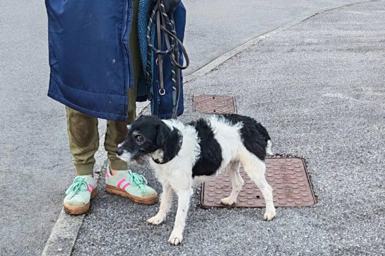 Frantic dog search ends in reunion after owner's tragic death