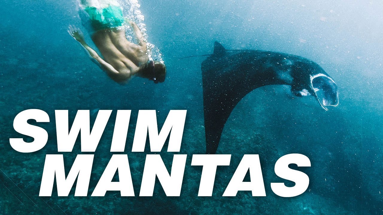 Swim with manta rays for $20 in Bali