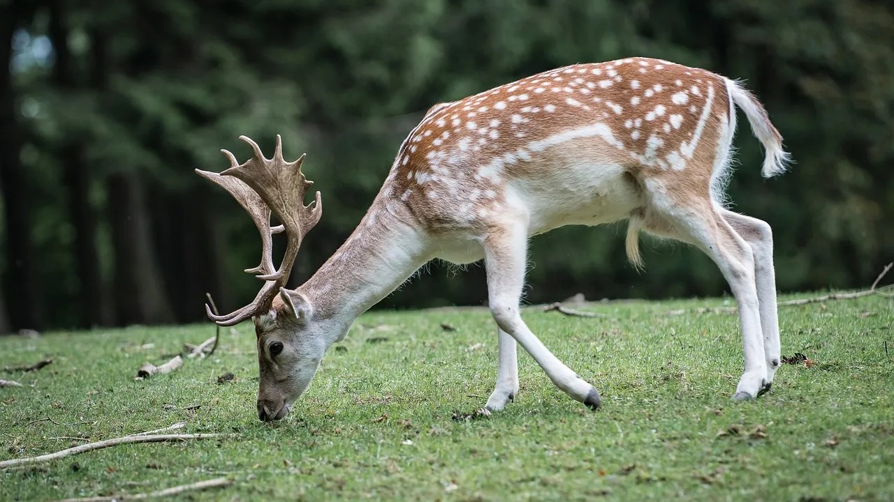 These shy animal species disappear the moment humans appear