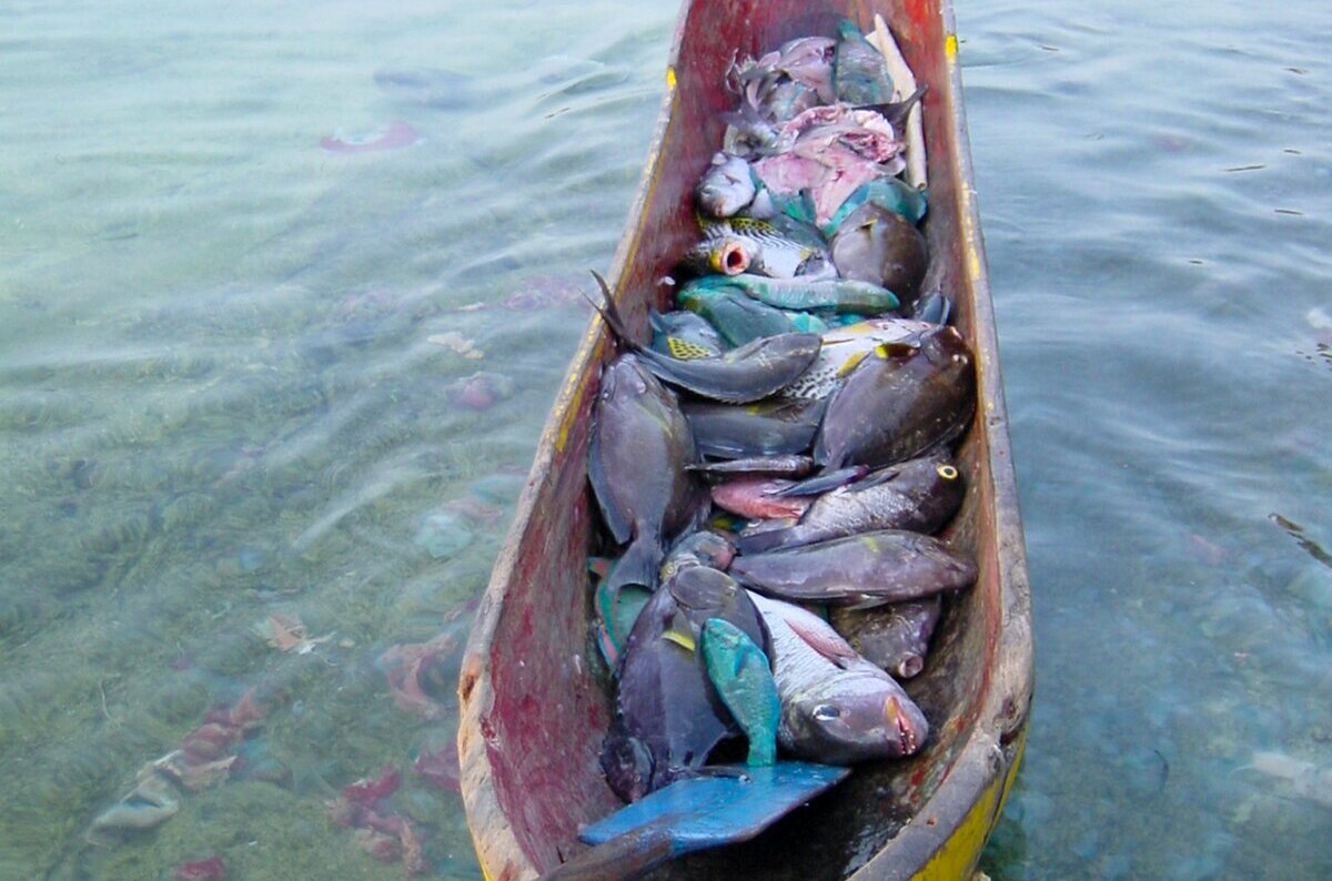 Coral reef fish recovery could boost sustainable seafood servings by up ...