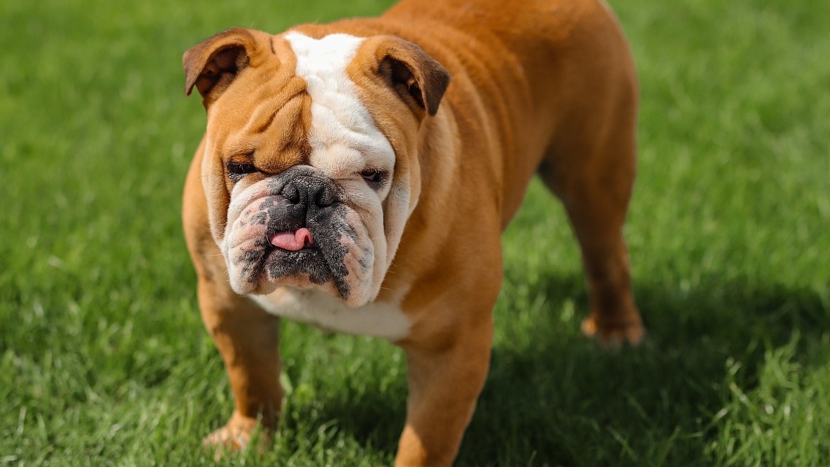 10 dangerous things for your dog (you probably have more than one at home)