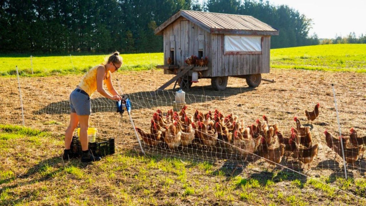 The simple biosecurity routine small farms skip that matters most when ...