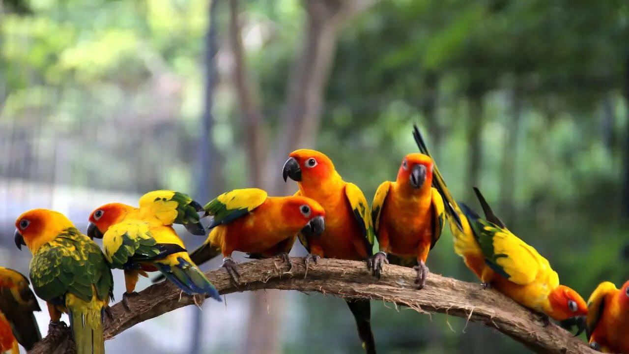 Why are male birds more colourful than females and what does it reveal ...