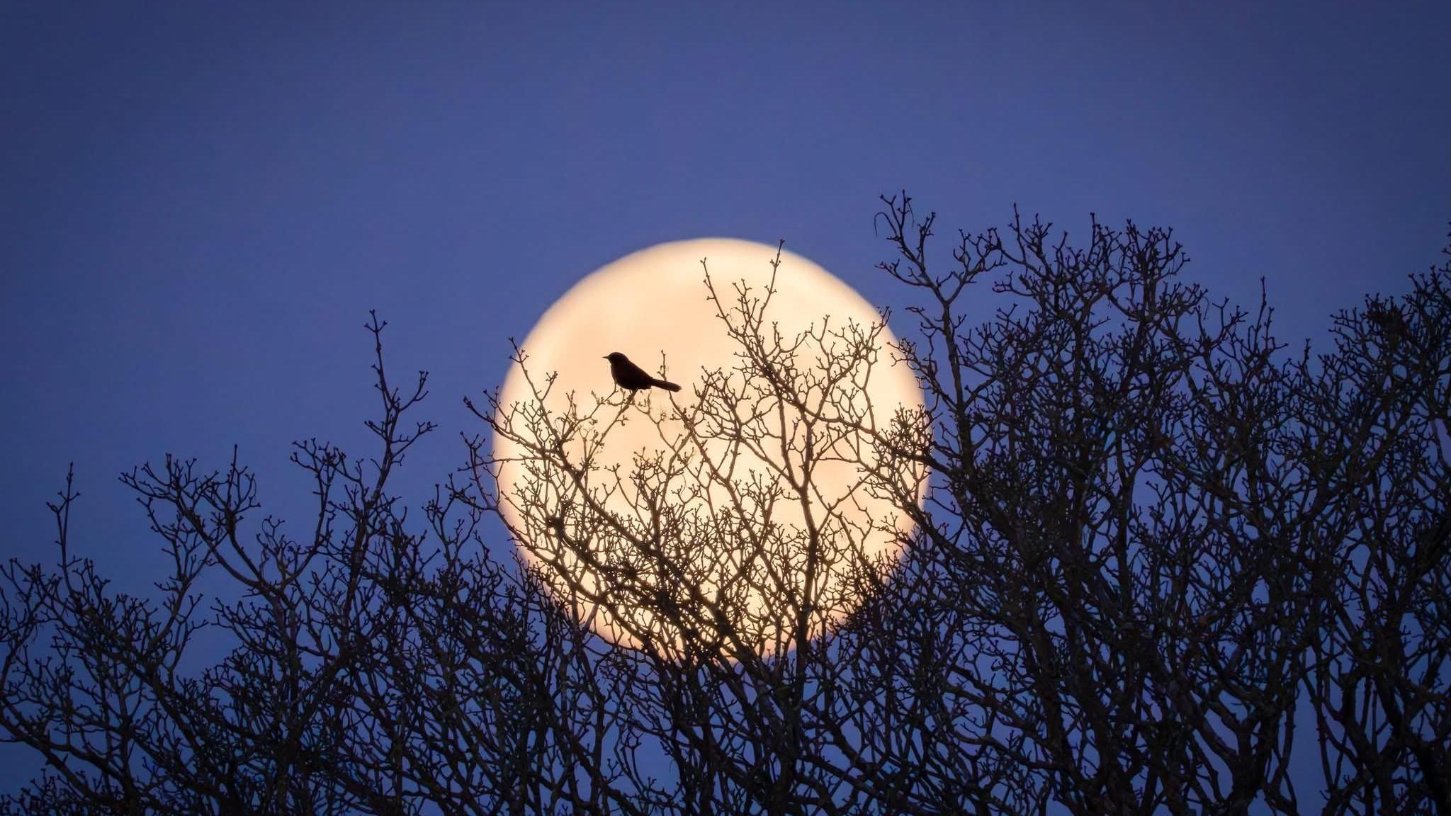 Your pictures: Wolf supermoon dazzles winter skies