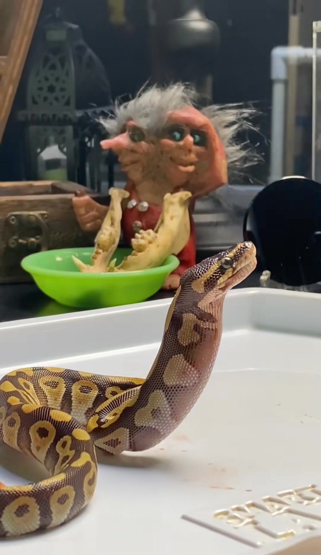 Our baby snake still has not eaten on its own! Now it lost some weight ...