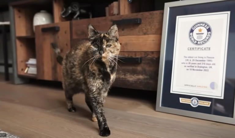 World's oldest cat Floozy celebrates 30th birthday at 136 human years