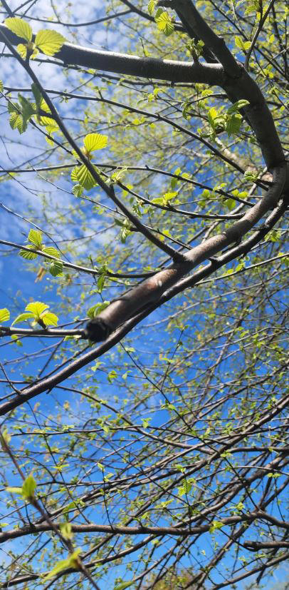 Homeowner challenges HOA's letter about tree on property: 'You gotta ...