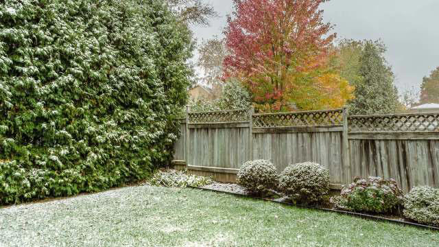 Homeowner challenges HOA's letter about tree on property: 'You gotta ...