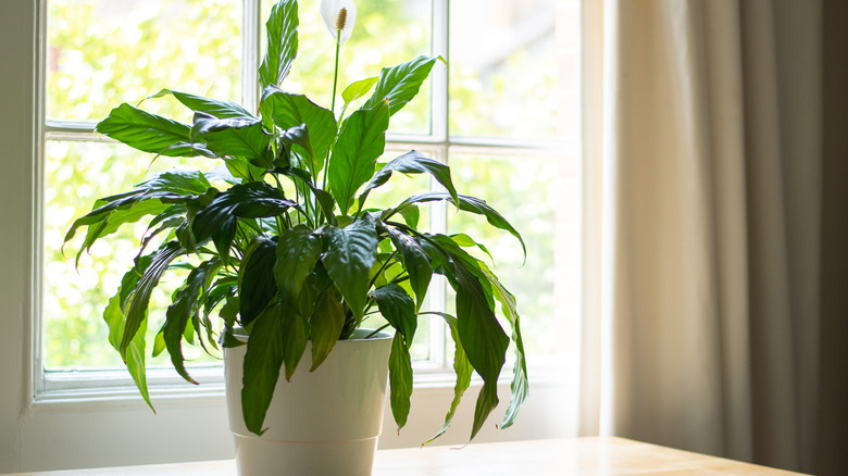 The one place to avoid growing a peace lily plant at all costs