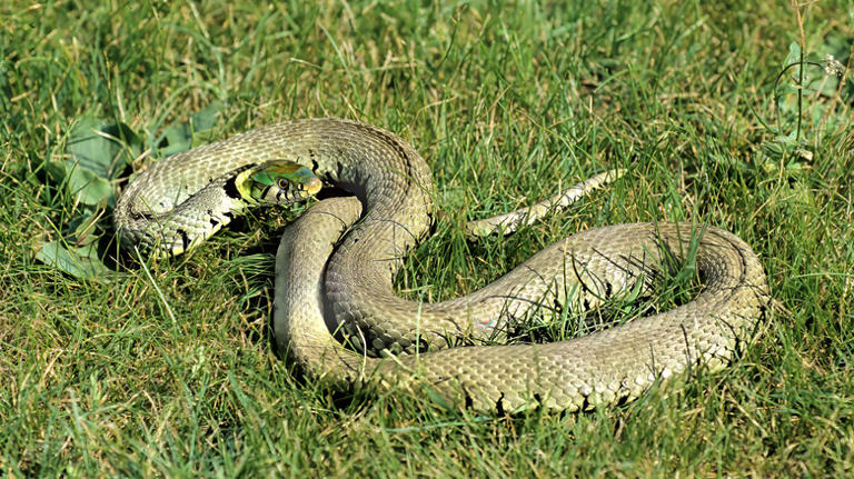 How to choose and install a snake-repelling fence in your yard