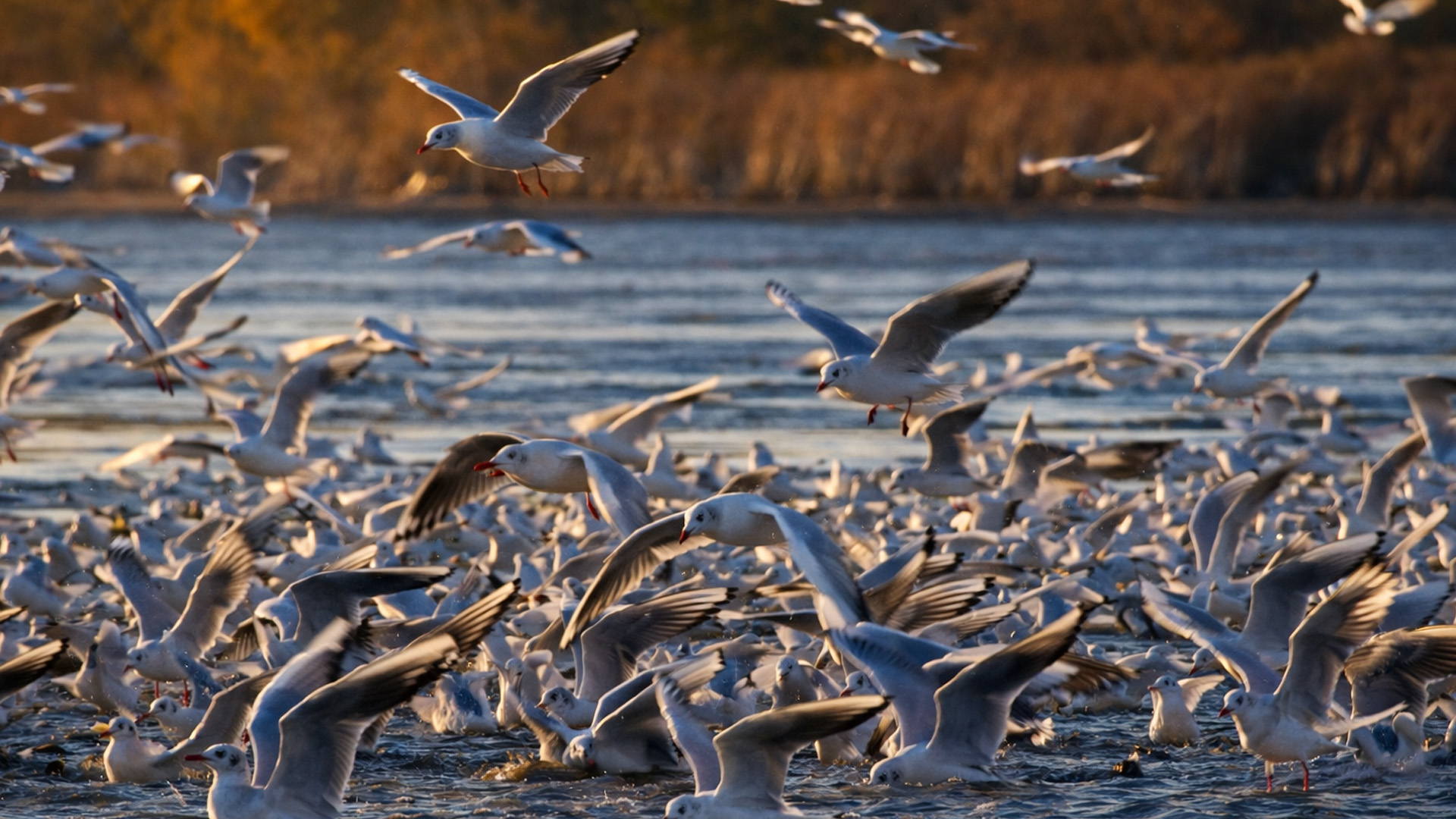 The river awakens with wings