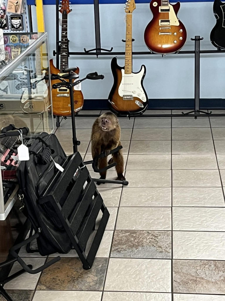 Loose monkey caught in Tennessee after rampaging through music shop ...