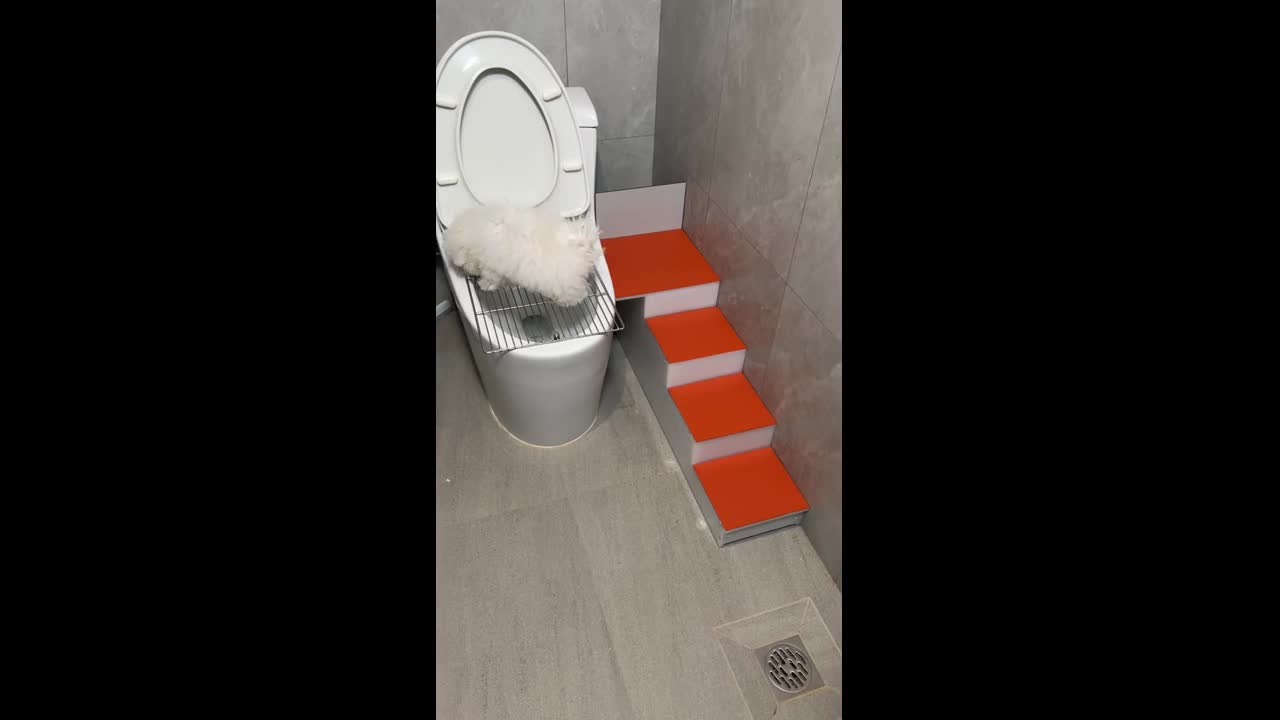 Small white dog uses clever steps to reach toilet bowl in Guangdong, China