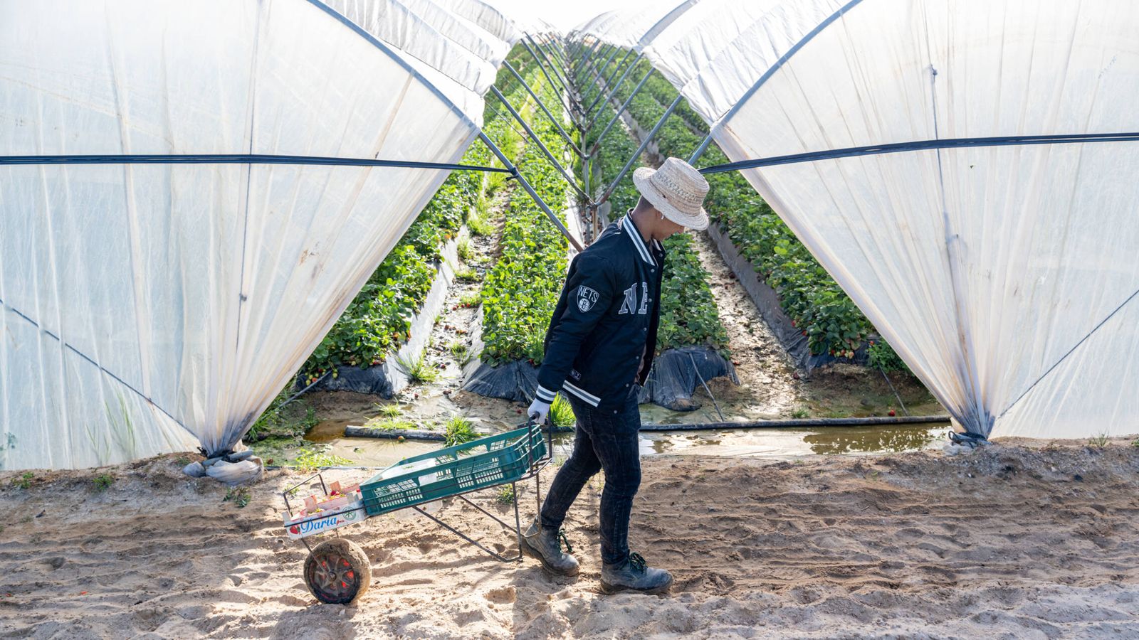 La conversión de cultivos en zona forestal en Doñana comenzará en primavera