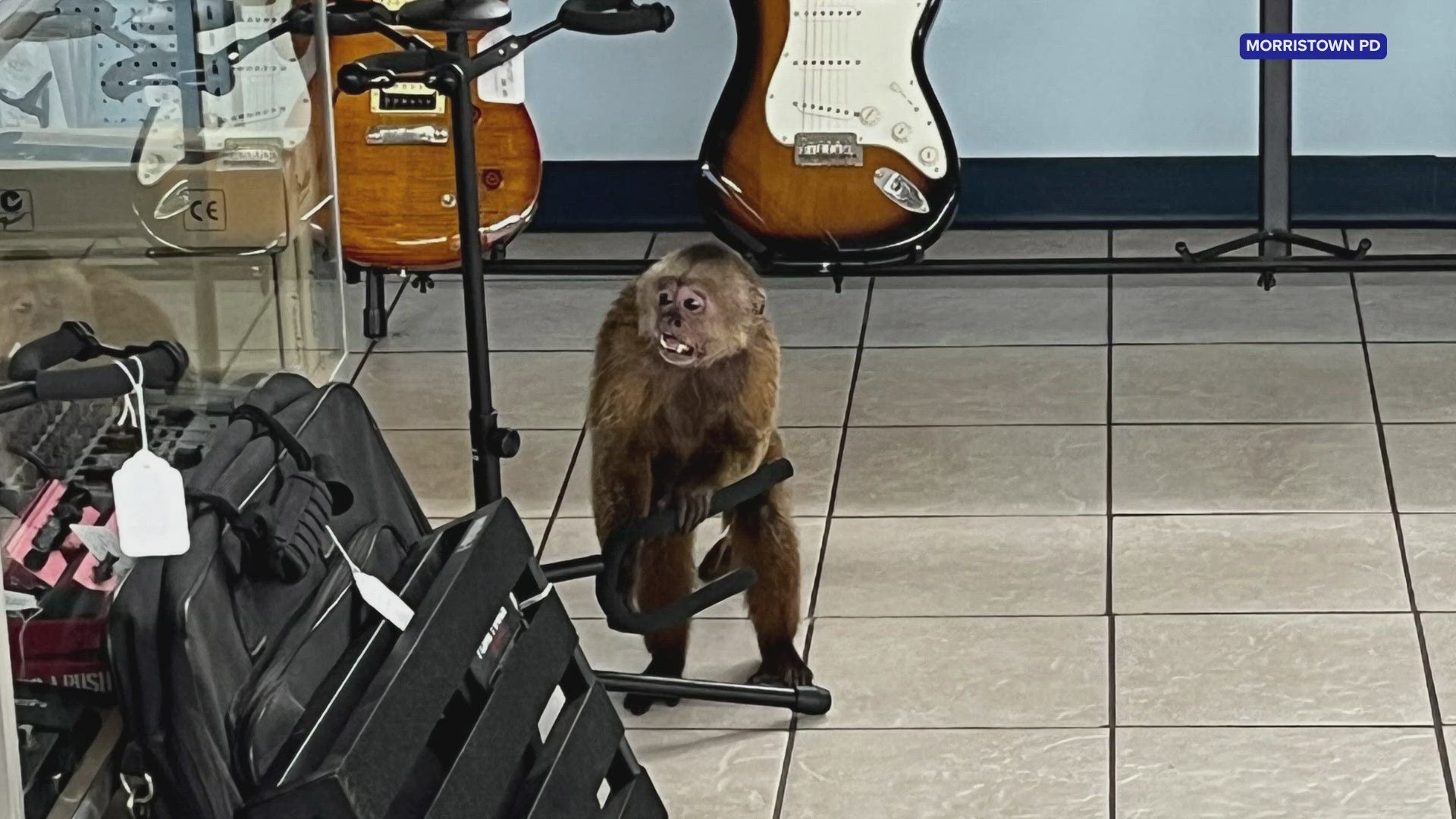 Monkey that damaged Morristown business, musical instruments has been ...