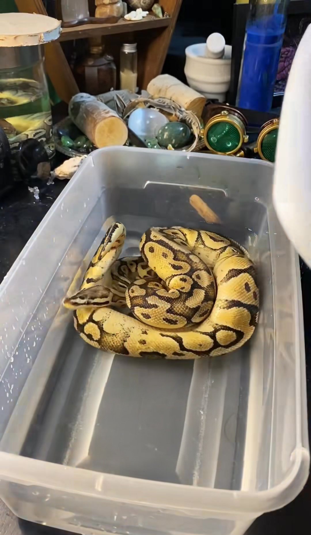 Snakes can be addicting! It’s important that you don’t take on so many ...