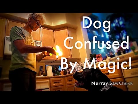 How dogs react to magic!