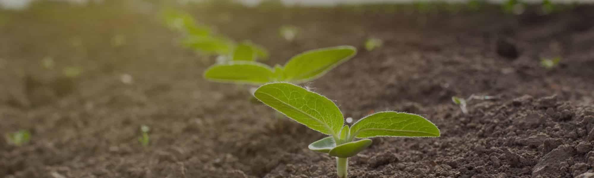 Ciclo de vida del girasol: etapas, características y desarrollo completo