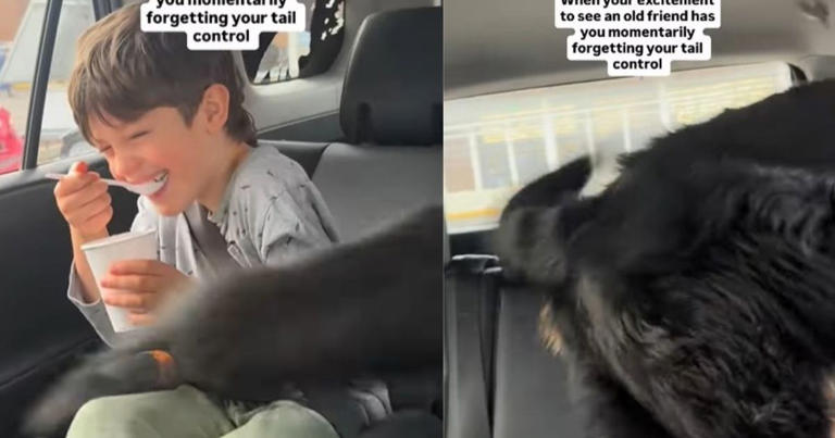 Dog's tail goes out of control upon seeing an old friend