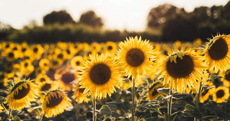 Ciclo de vida del girasol: etapas, características y desarrollo completo