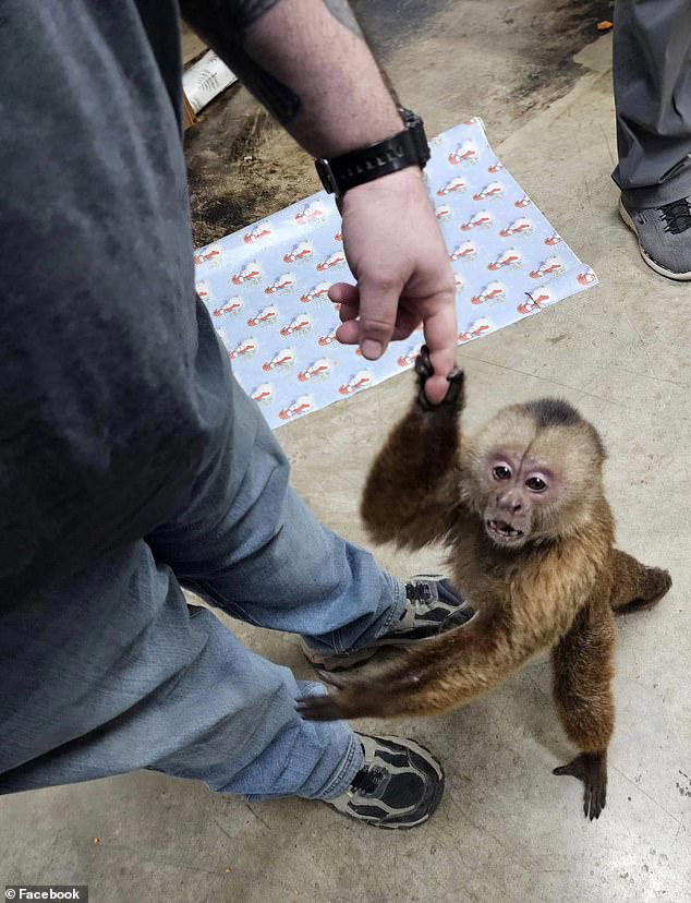 Monkey gets loose and destroys guitars while rampaging through ...