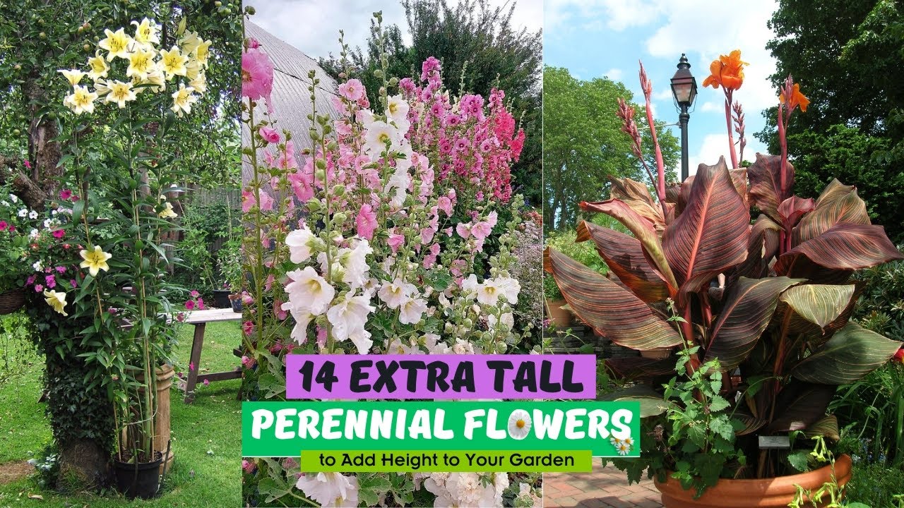 Stunning tall perennials to elevate your garden design
