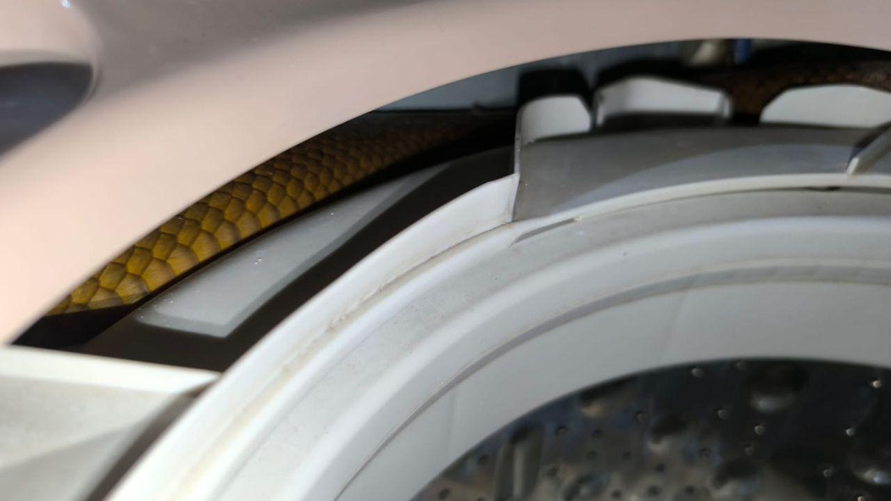 Watch | Mumbai: Indian rat snake rescued from washing machine in ...