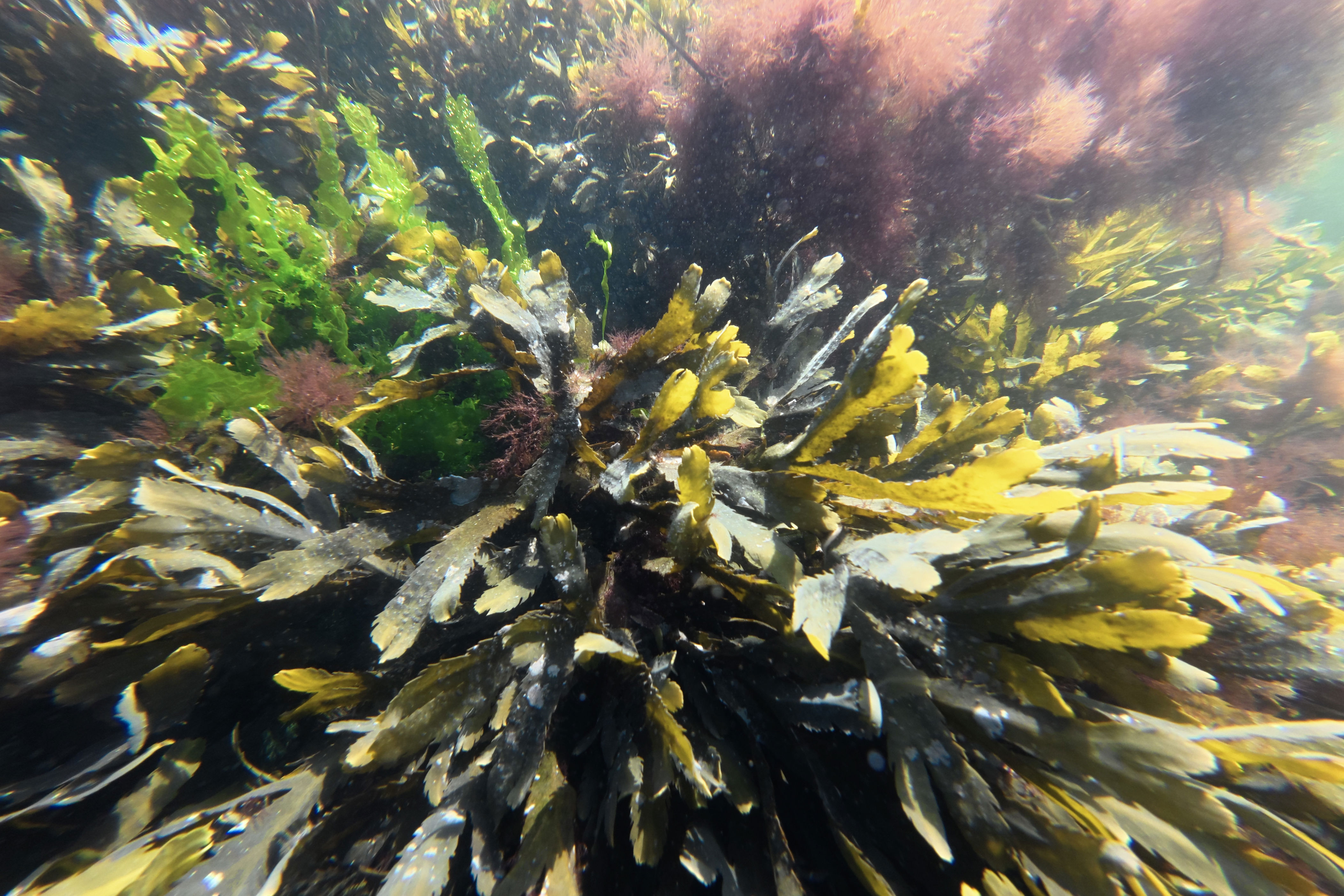 Rekordvarmt i sjøen langs norskekysten i 2025