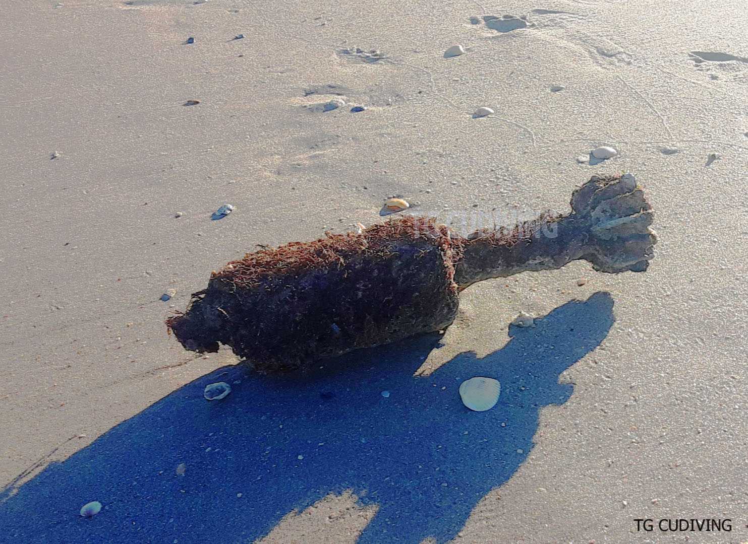 Experienced diving instructor finds World War II mortar in shallow ...