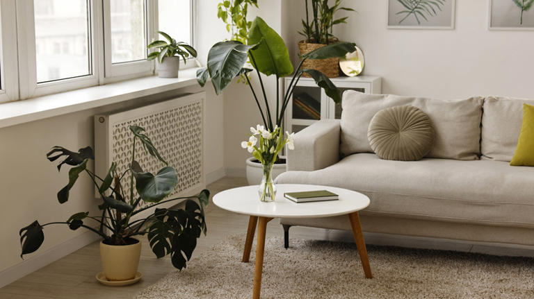 The rubber plant variety that brings happiness & good luck, according ...