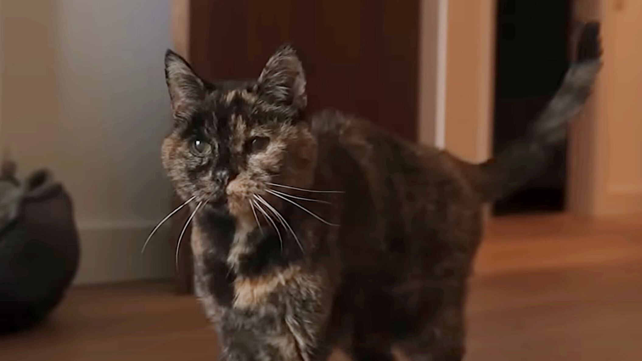World's oldest cat Floozy celebrates 30th birthday at 136 human years