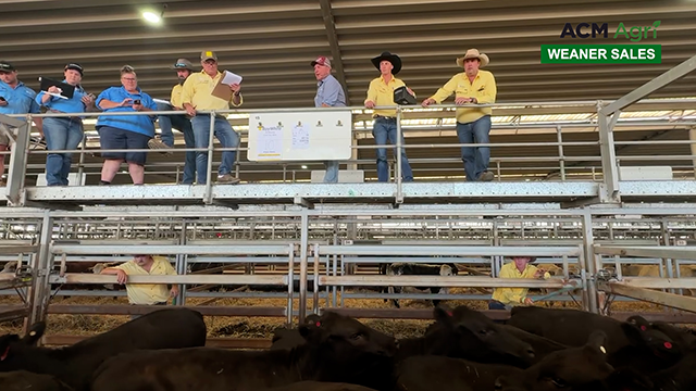 Weaner sales kick off at Wodonga