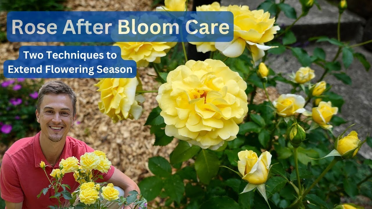 Rose after bloom care - correctly deadhead & summer pruning