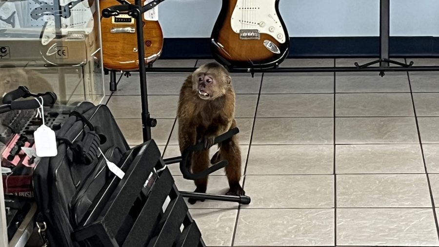 Monkey caught after damaging East Tennessee music store