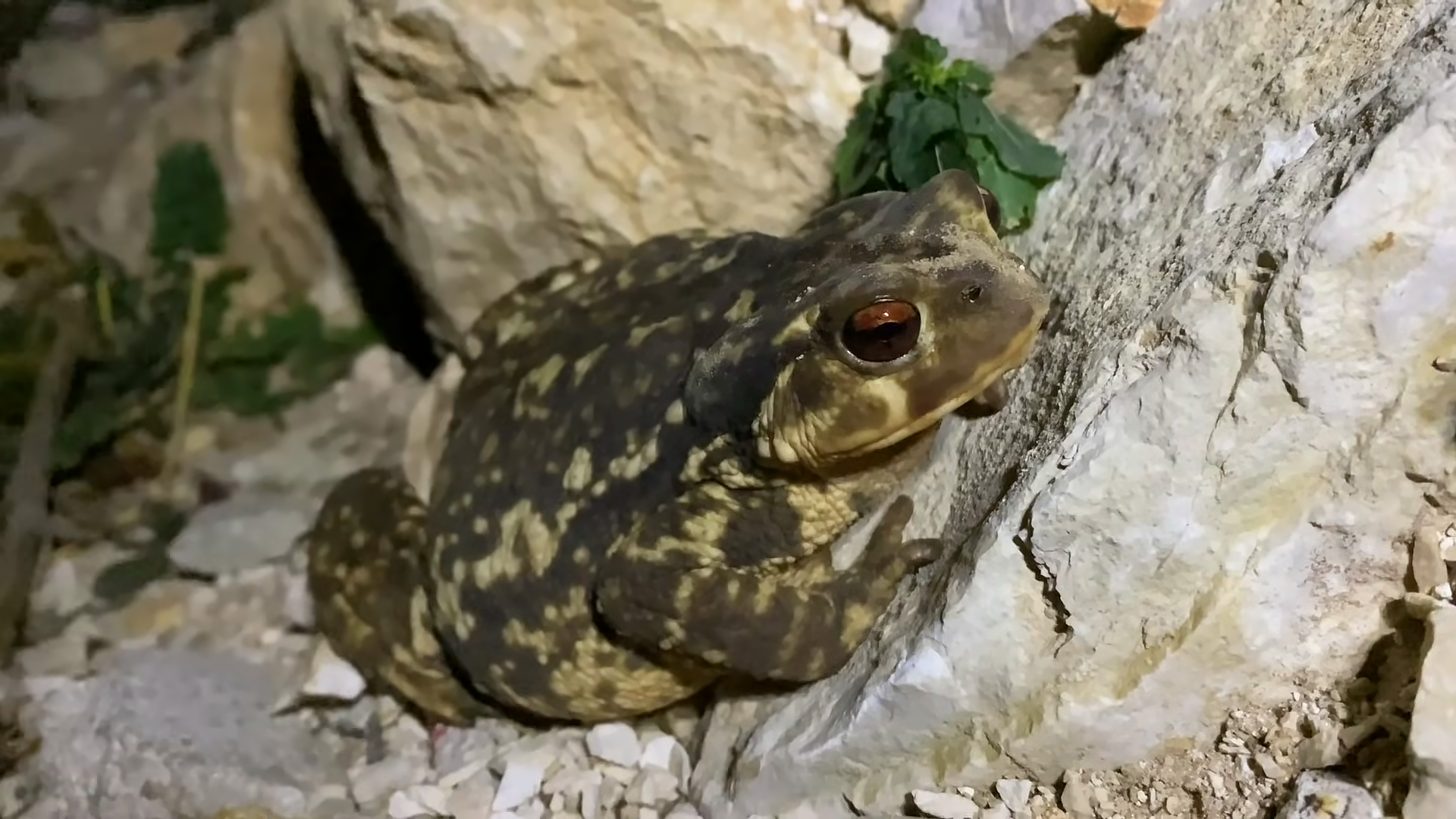 Abandoned land to self-sufficient homestead