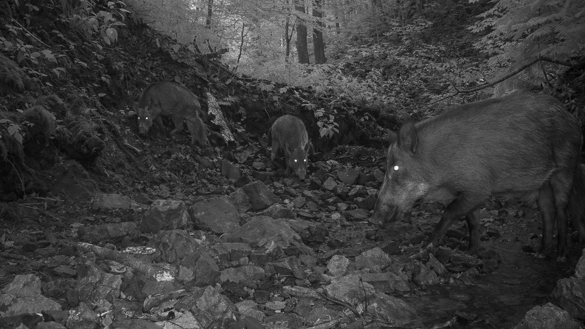 River camera trap captures hidden moment