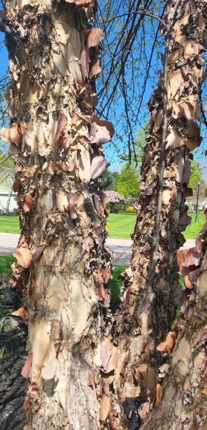 Homeowner challenges HOA's letter about tree on property: 'You gotta ...