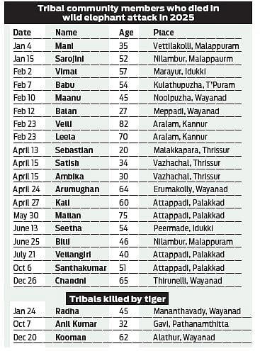 Losing touch with past, Kerala's tribal community bear brunt of wild ...