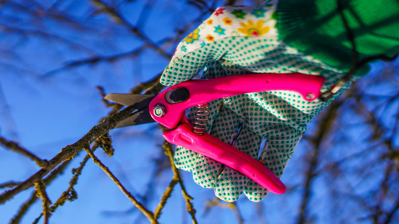 Never prune this type of tree in early spring (it just invites pests ...