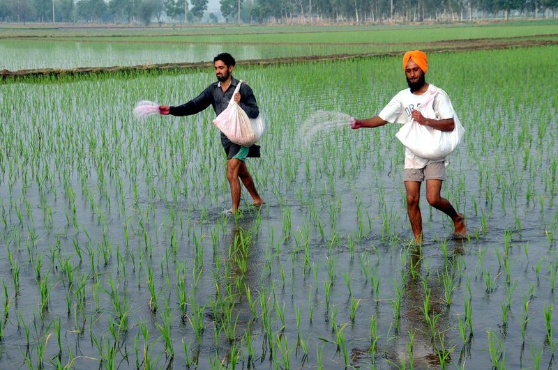 India surpasses China, emerges as world’s largest rice producer