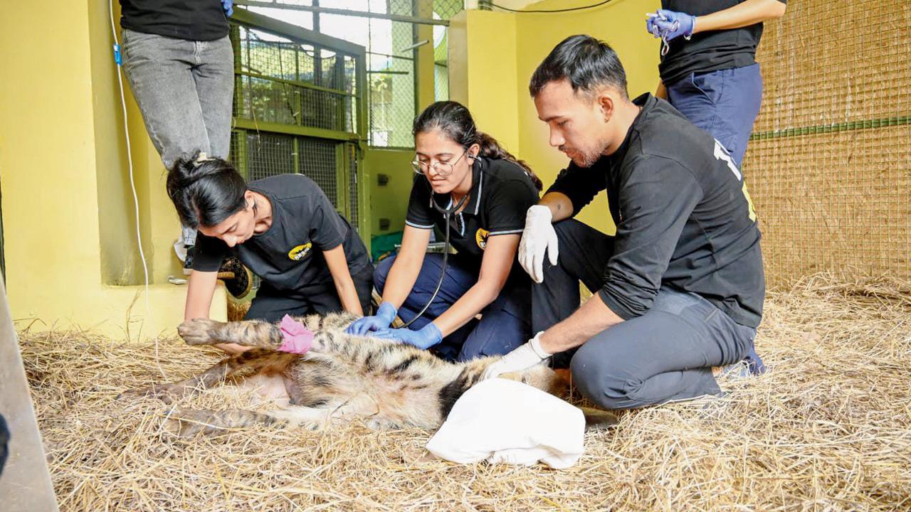 Maharashtra: Pregnant injured hyena rehabilitated, released in wild