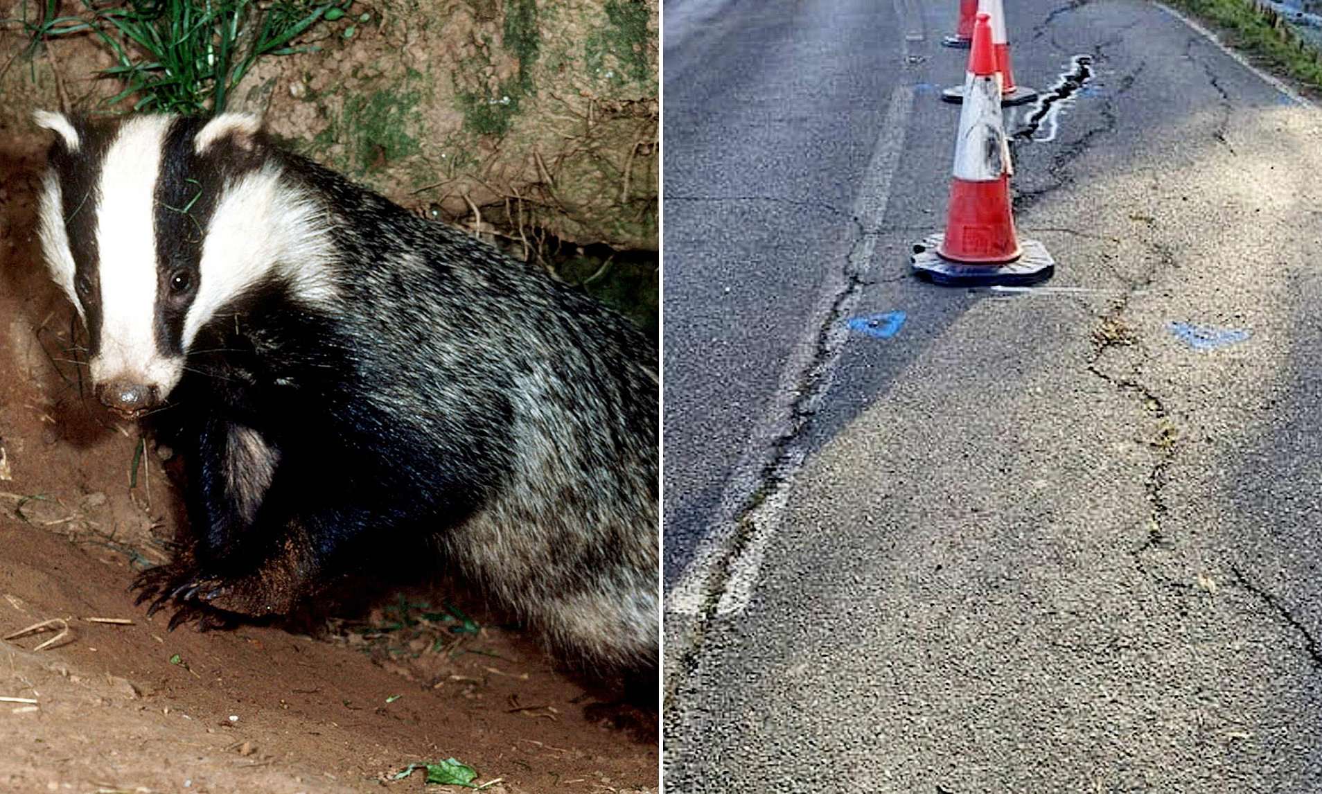 Motorists are forced to take a 36-mile detour after mating badgers ...