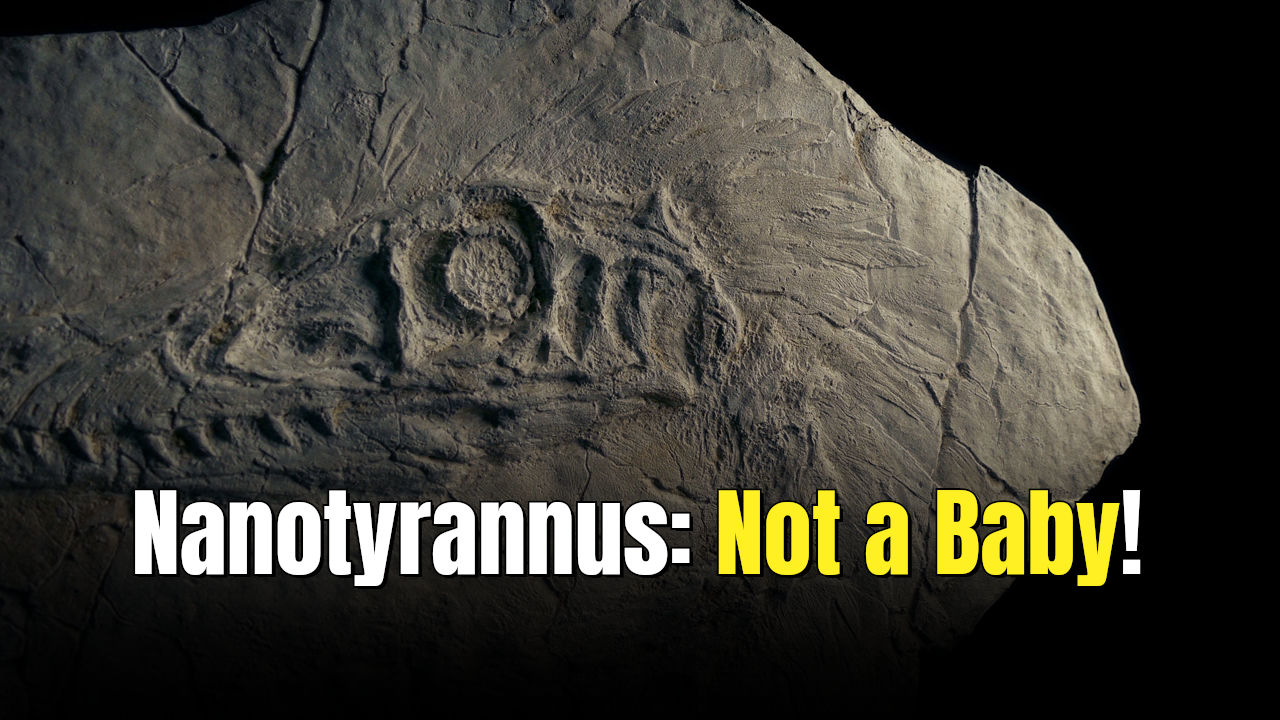 New study confirms Nanotyrannus was a grown dinosaur, not a baby T rex