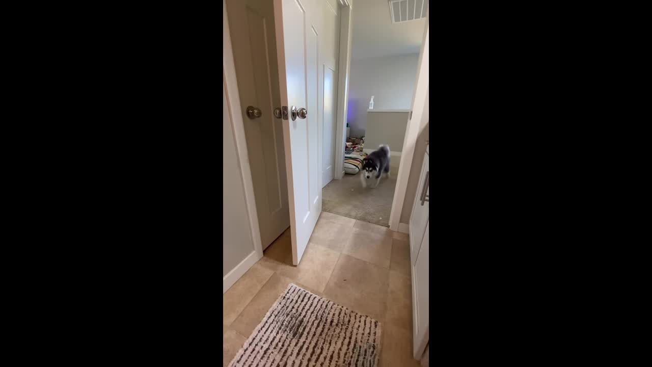 Playful Siberian husky jumps in bathtub in Seattle, Washington, USA