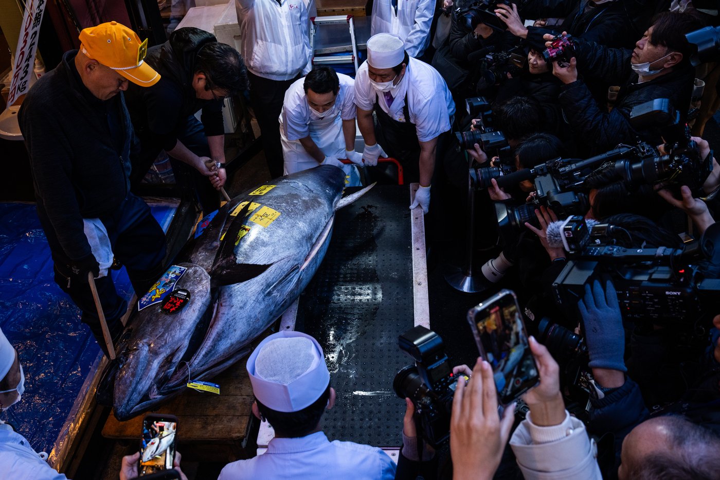 That's some pricey fish: A glimpse into Japan's New Year's tuna auction