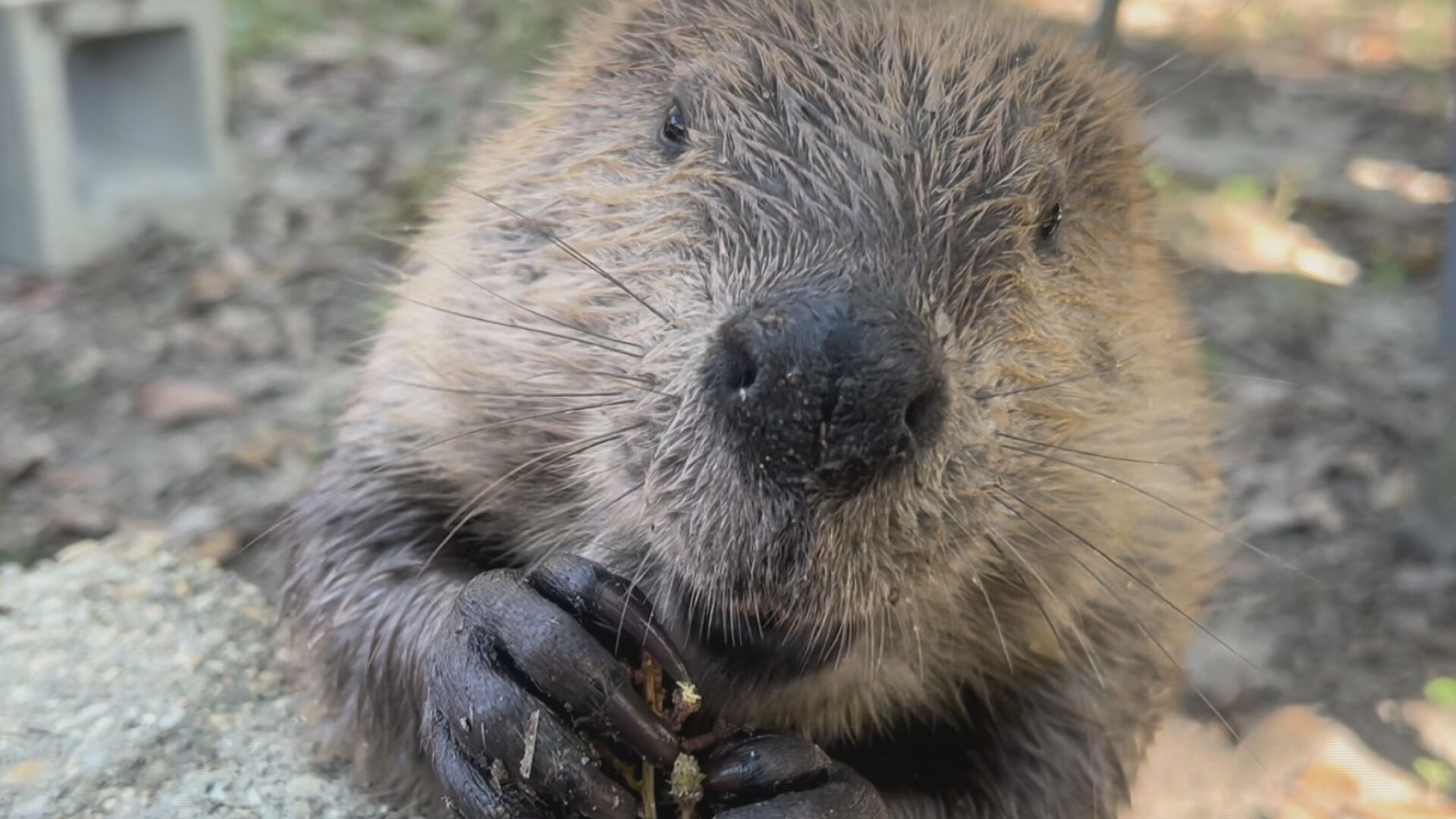 Beavers rehabilitated, studied at Hancock County sanctuary as nonprofit ...