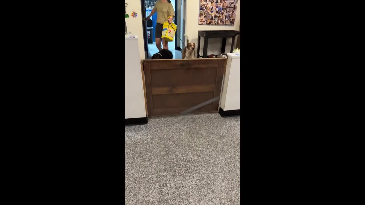 Excited dogs reunite with owner at play center in Austin, Texas, USA