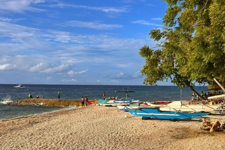 Gliding with giants: My whale shark encounter in Oslob, Philippines