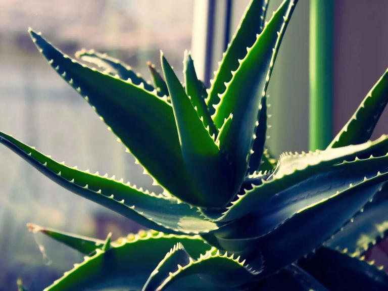 5 plants that don’t need daily watering — perfect for Indian conditions