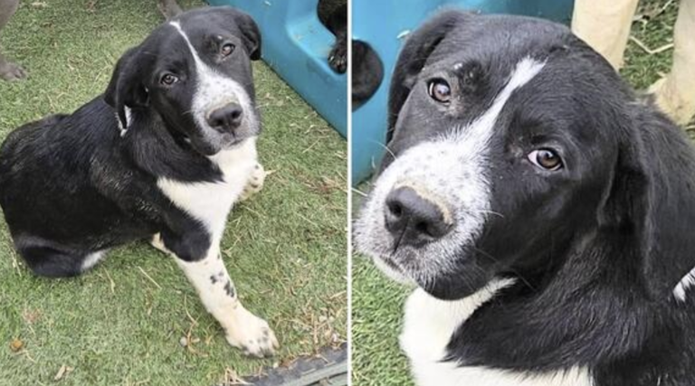 Meet Lucy Lemon: A sweet young puppy who was rescued alongside sibling ...